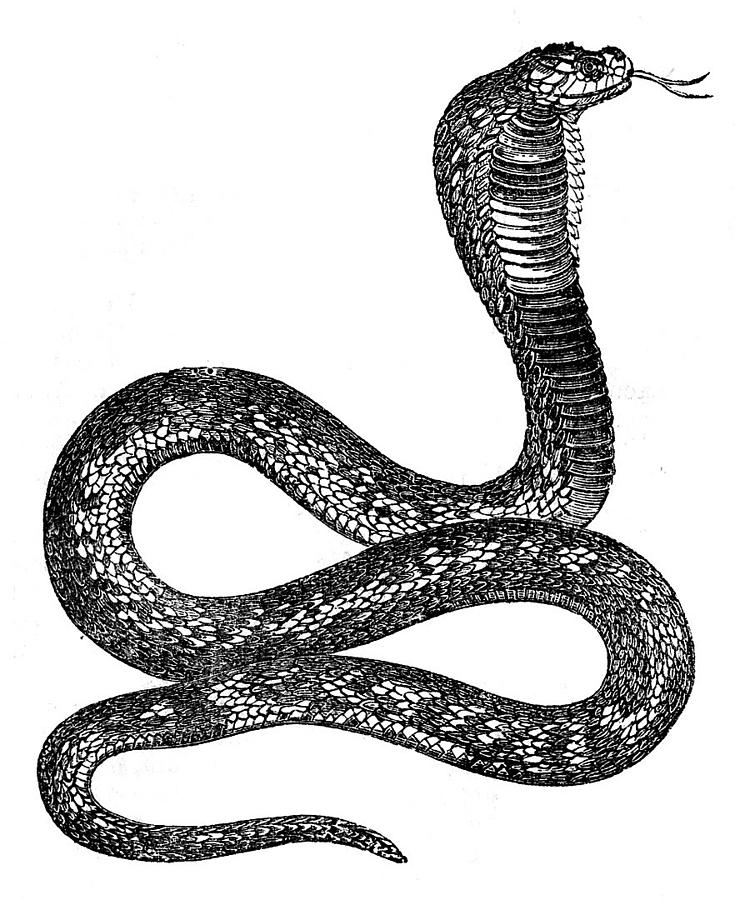 Serpent Drawing by Whimsy Studio | Fine Art America