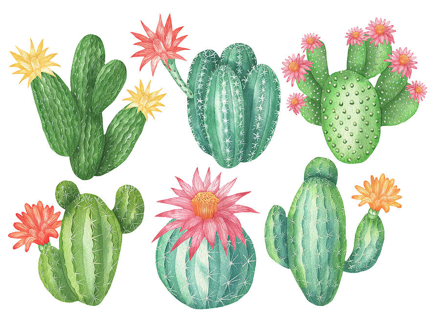 Set of cacti with flowers. Isolated elements on a white background ...