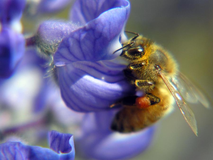 Several species of plants and insects thrive on the land of the Pacific ...