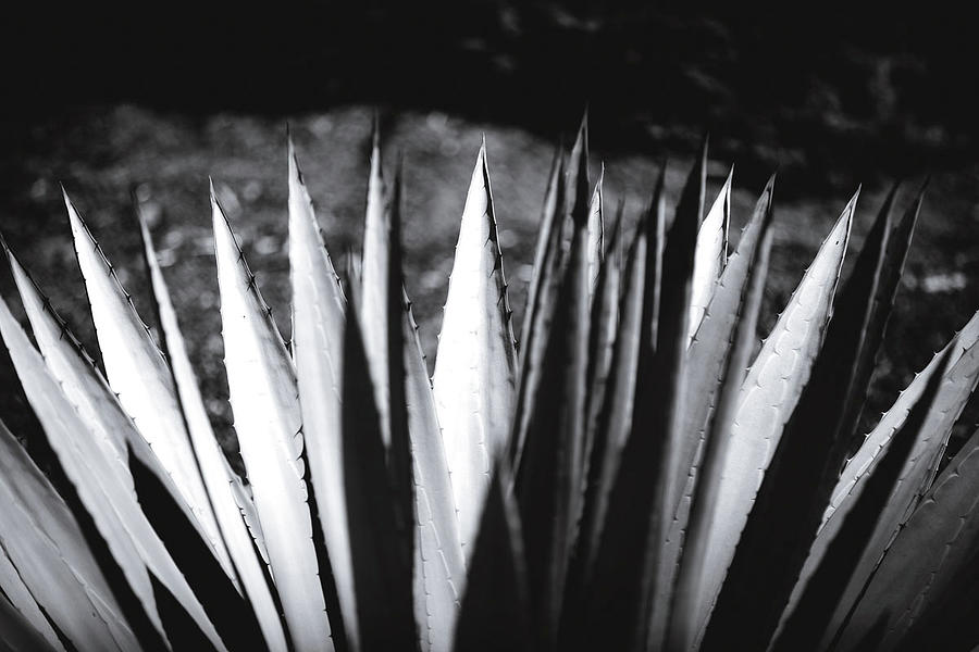 Sharp Photograph by Gregory Rex | Fine Art America