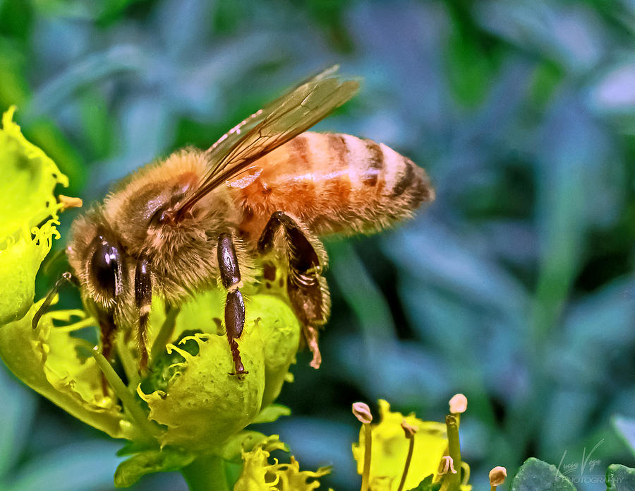 Sharp Looking Adult Bee on a Common Rue Photograph by Lucia Vega - Fine ...