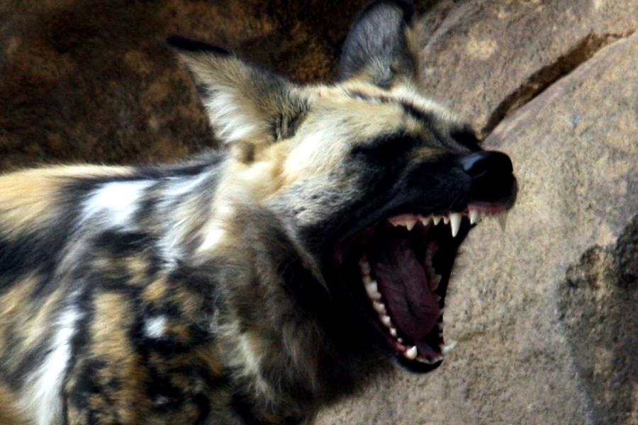 Sharp Teeth Photograph by Brittney Powers - Pixels