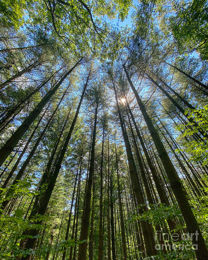 Sharp Tree Lines Photograph by Mark Berry - Fine Art America