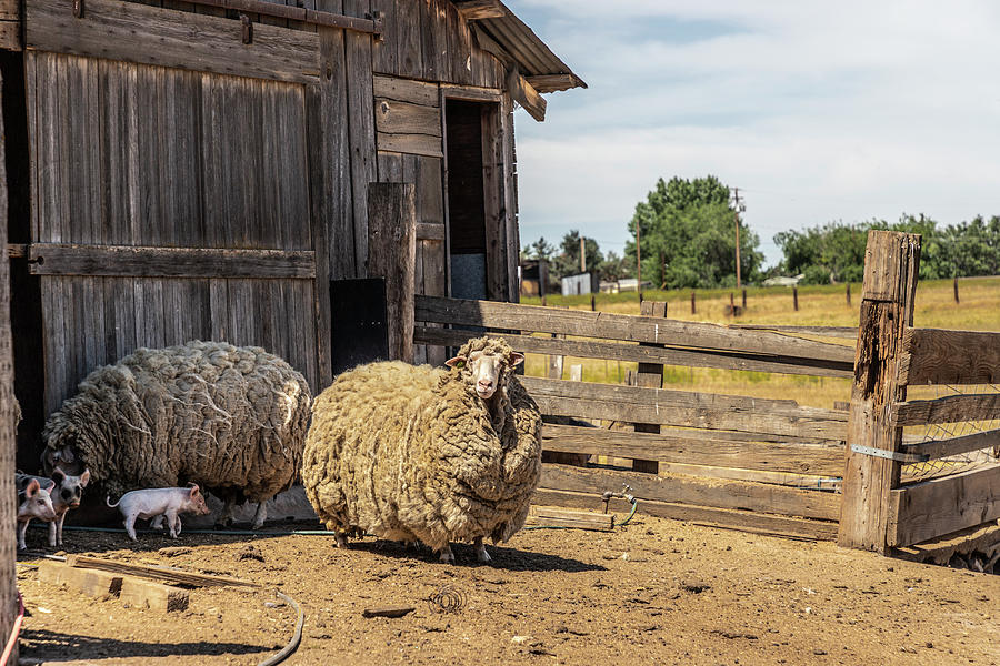 Sheep at the barn Photograph by Farm II People - Fine Art America