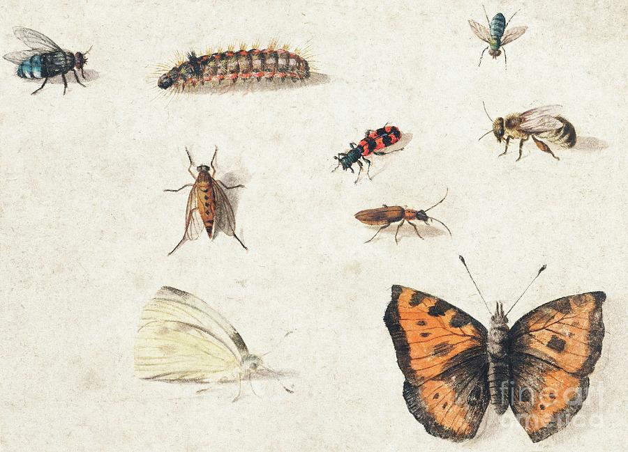 Sheet of Studies of Nine Insects 1660-1665 by Jan van Kessel Painting ...