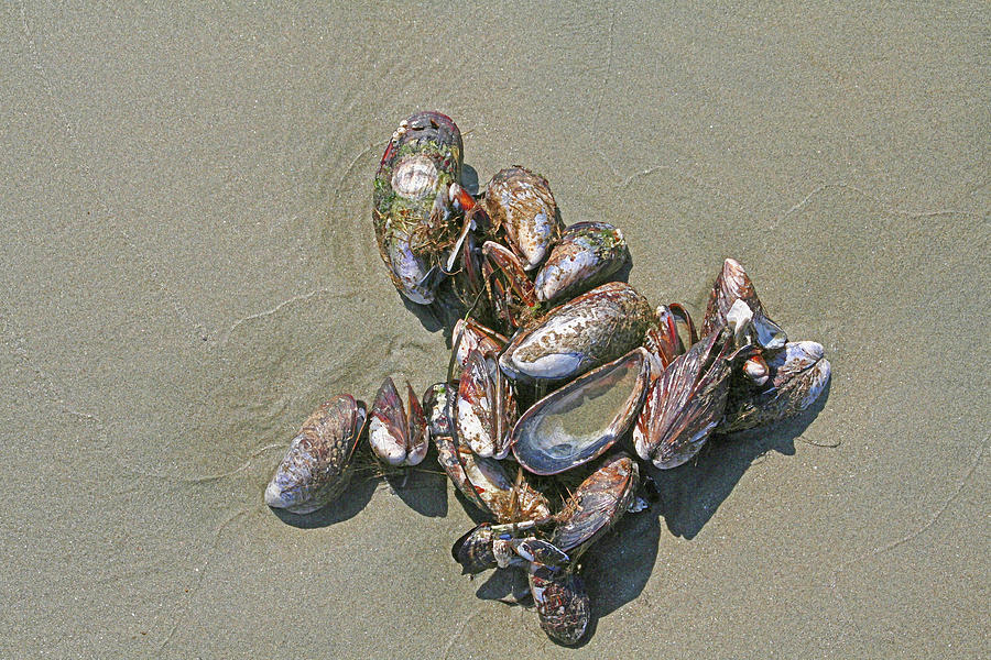 Shell Abstract 2 Photograph by Linda Joyce Ott - Fine Art America