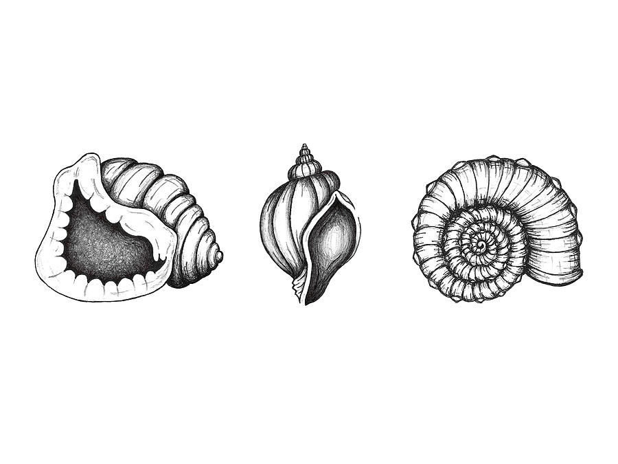 Shell collection Drawing by Nick Williamson - Pixels