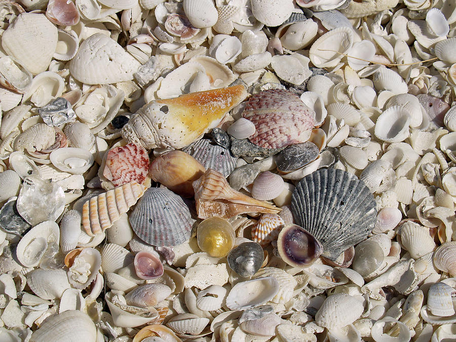 Shell Game..... Photograph by David Choate - Fine Art America