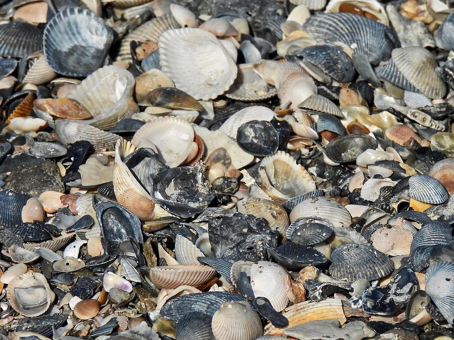 Shell Mosaic 4 Photograph by John Illingworth - Fine Art America