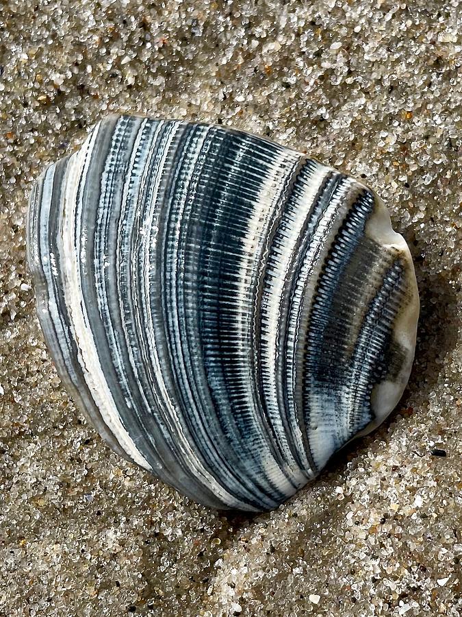 Shell Pattern Photograph by Cheryl Scanlan - Pixels