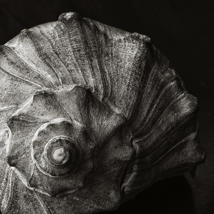 Shell Scape No.1 Photograph by Thomas Pohlig - Fine Art America