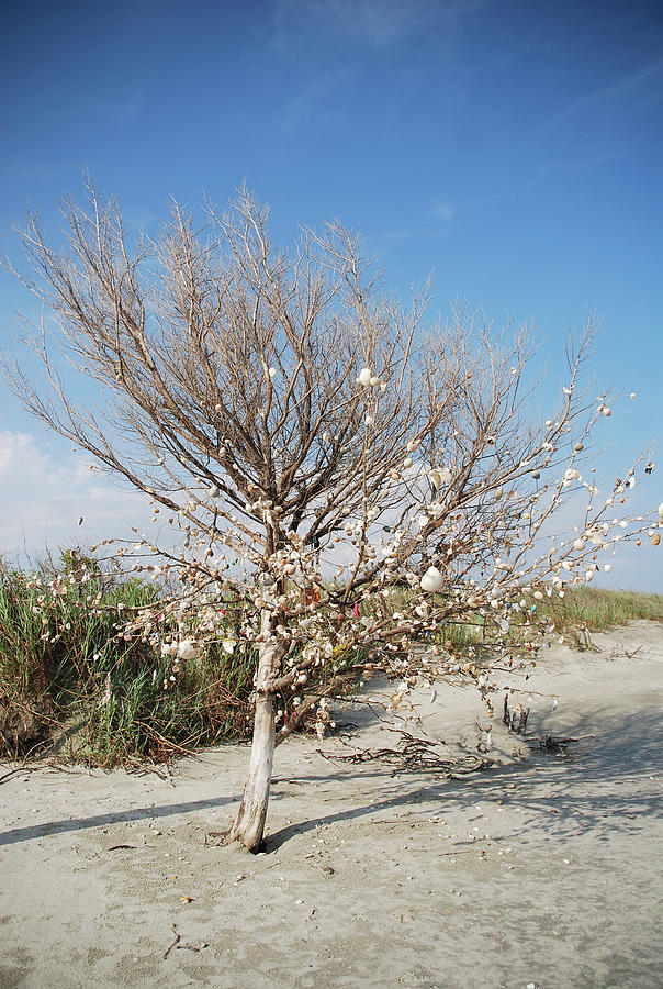 Shell Tree Photograph by Amy Scheer - Pixels