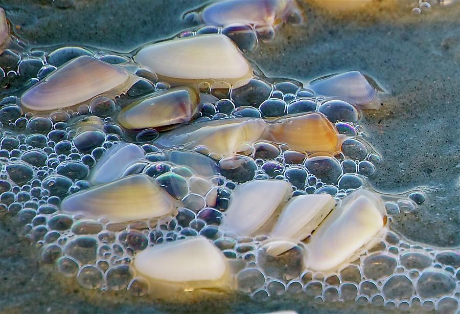 Shells and Bubbles II Photograph by Deborah M Rinaldi - Fine Art America