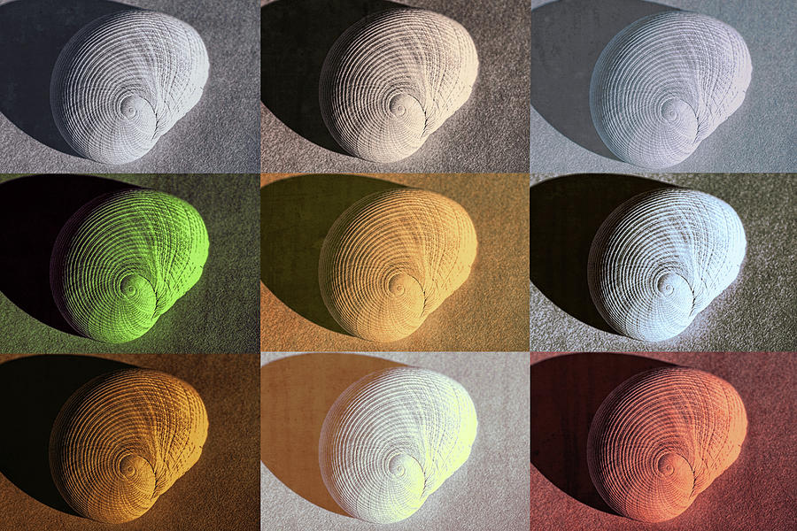 Shells Digital Art by Dan Ledbetter