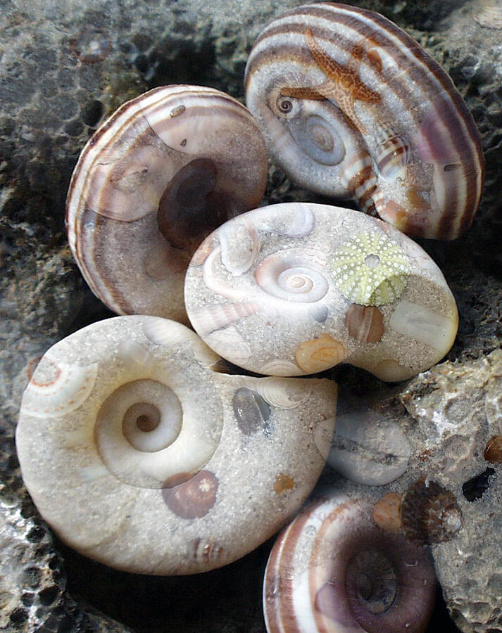 Shells Digital Art by David Walters - Fine Art America