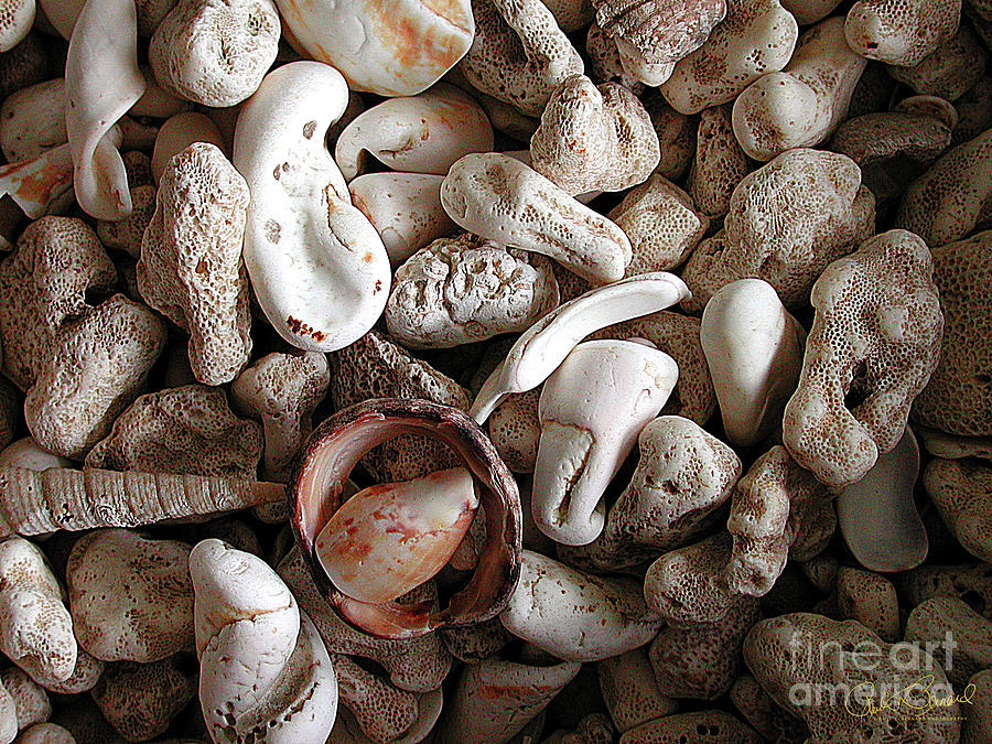 Shells on a Beach Photograph by Paul Bernard | Fine Art America