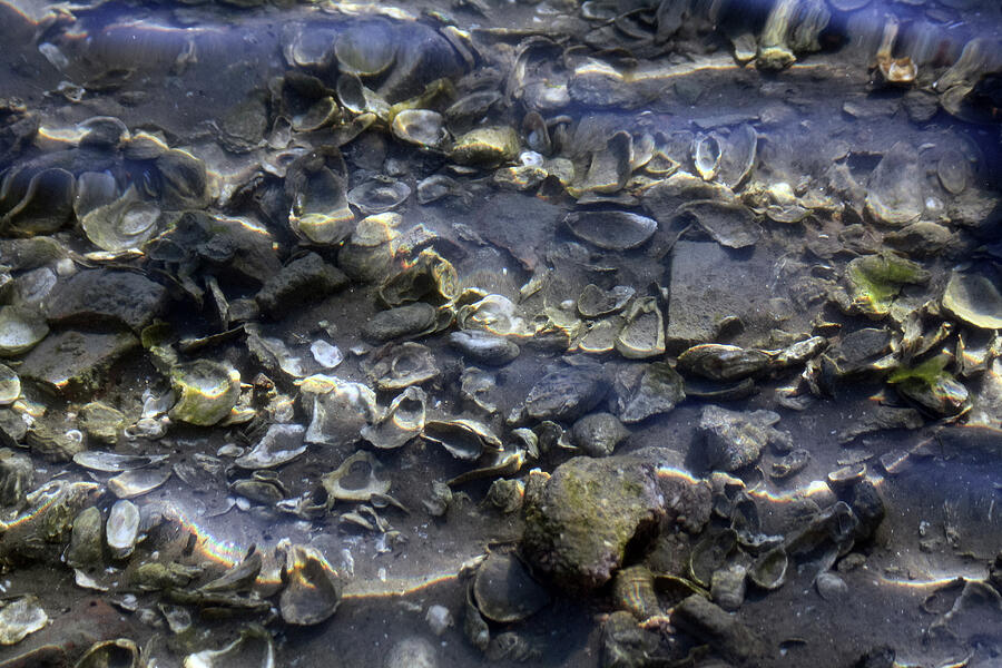 Shells Photograph by William Ryan - Pixels