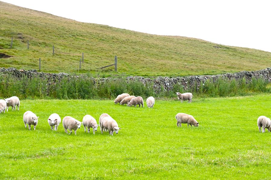 Shetland Islands Sheep in a Pasture Photograph by Sandra Kent - Fine Art America