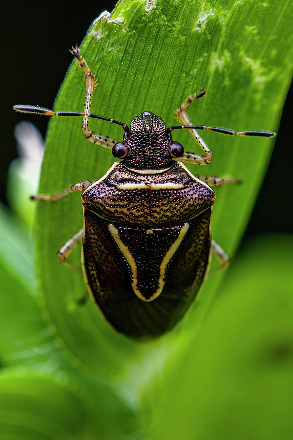 Shield Bug Photograph by Aron Sanzio - Fine Art America
