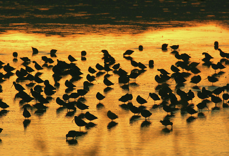 Shorebirds at sunset Photograph by Stephan Rapp - Fine Art America