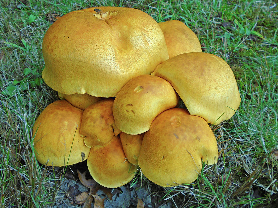 'Shrooming 'Shrooms Photograph by Monnie Ryan - Fine Art America