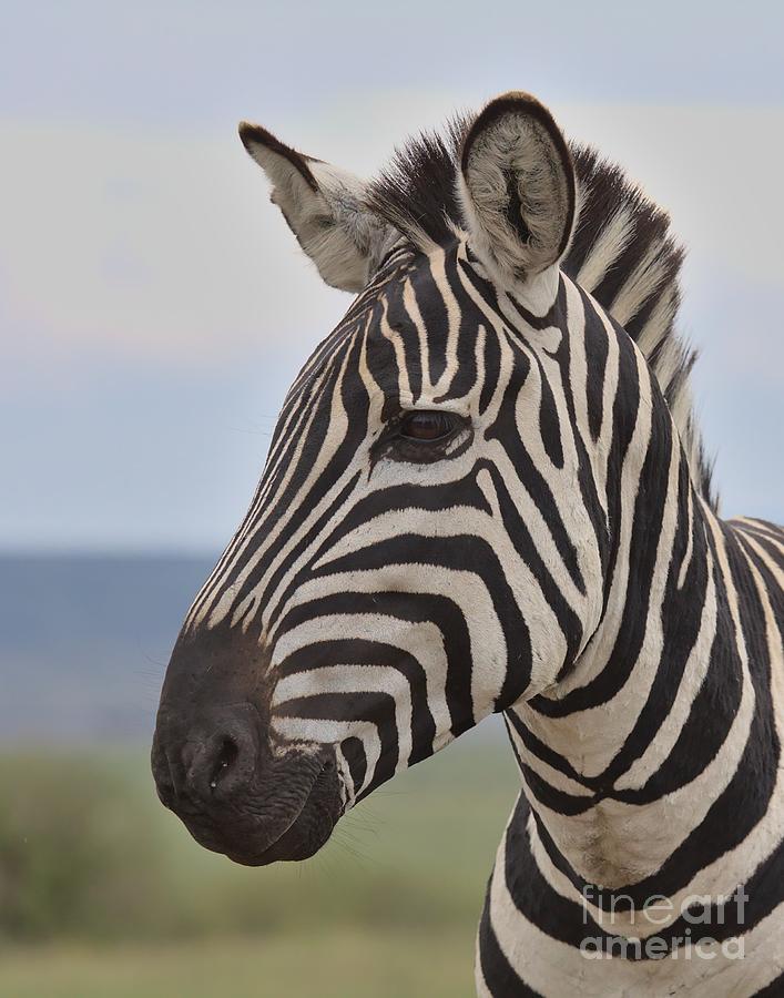 Side Profile And Close-up Portrait Of Common Zebra Looking Alert In The Wild Masai Mara, Kenya ...