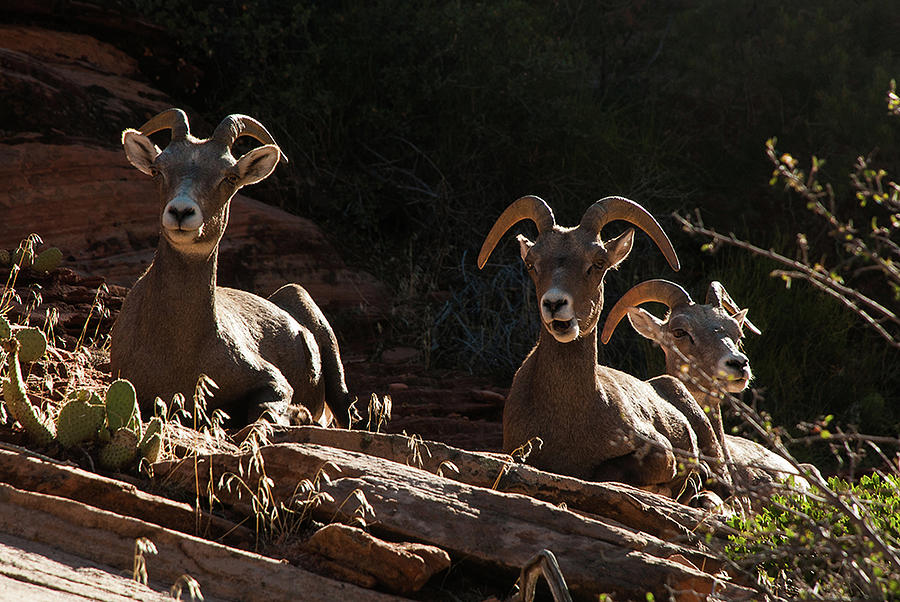 Silhouette of Desert Bighorn Sheep Zion National Park Utah Photograph ...