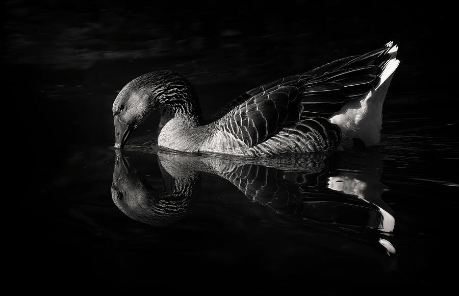 Silver Flow Photograph by Jim Love - Fine Art America