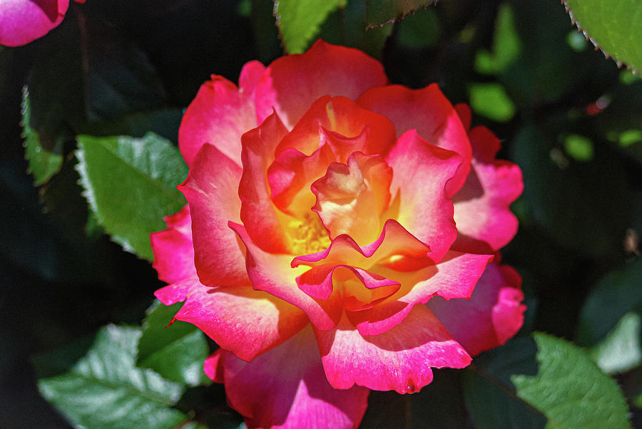 Simplicity Rose Digital Art by Don Wright | Fine Art America