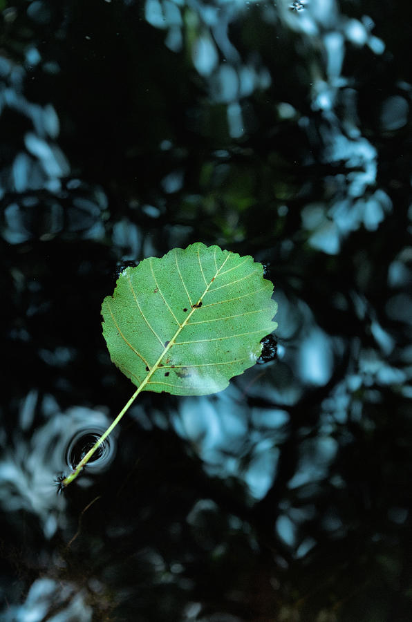 Single Leaf Floating on Pond Photograph by Angelo DeVal - Fine Art America