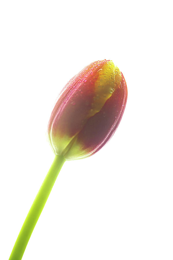 Single Tulip Photograph by Kirsty McFarland-Rice - Fine Art America