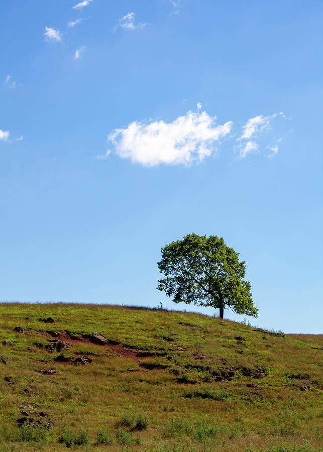 Singular Photograph by David Beard - Fine Art America