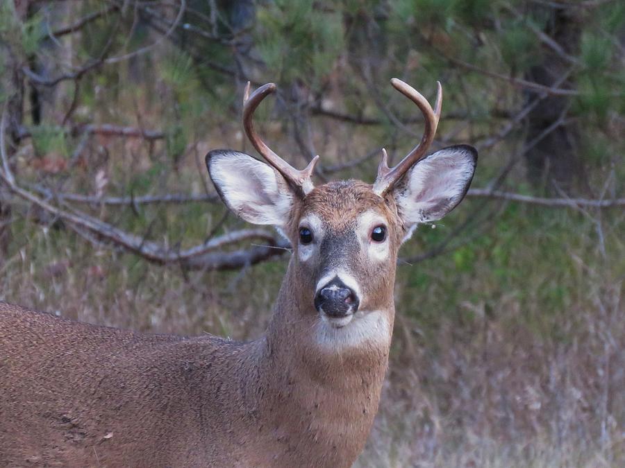Six Pointer Photograph by Greg Teysen - Fine Art America