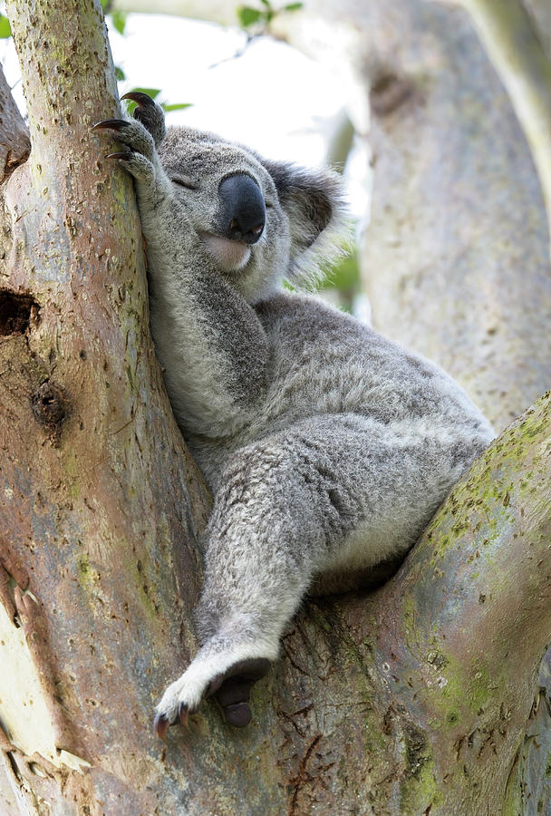 Sleeping Koala Photograph by Mark Amos - Fine Art America Sleeping Koala Photograph by Mark Amos - Fine Art America