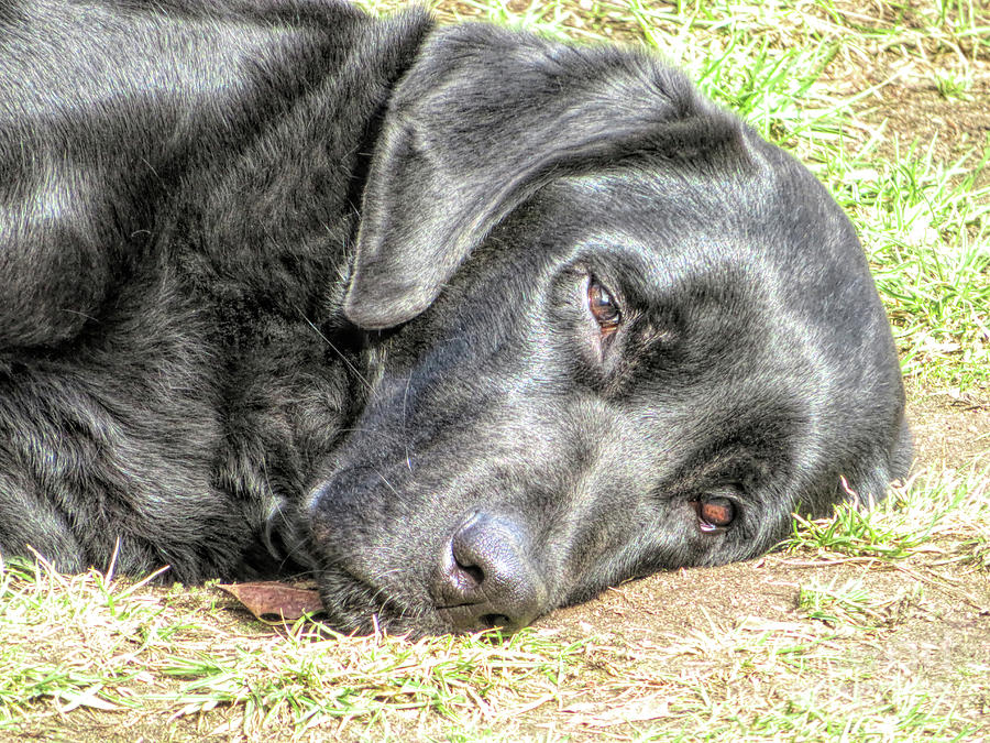 Sleepy Black Lab Photograph by Elisabeth Lucas - Fine Art America