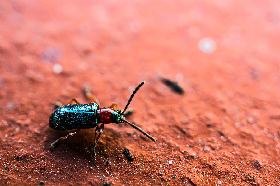 Small bug Photograph by Mirco Vacca
