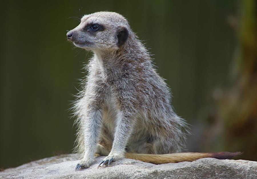 Small Meerkat at Knowsley Safari Park Photograph by Watto Photos - Pixels