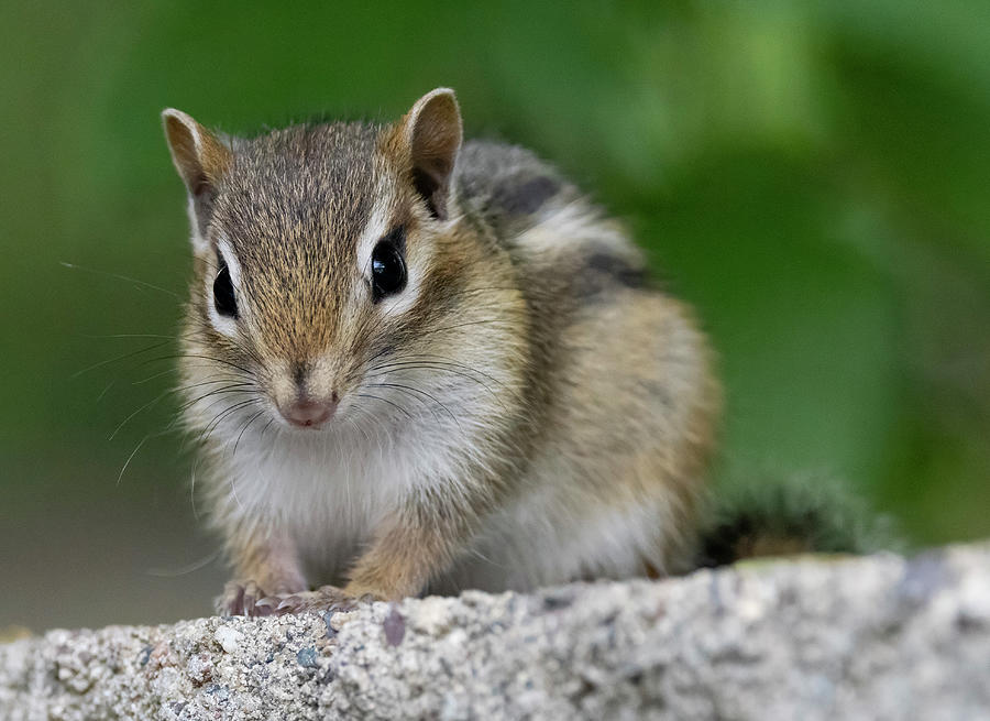 Smiling Chipmunk Photograph by Susan Stone - Fine Art America