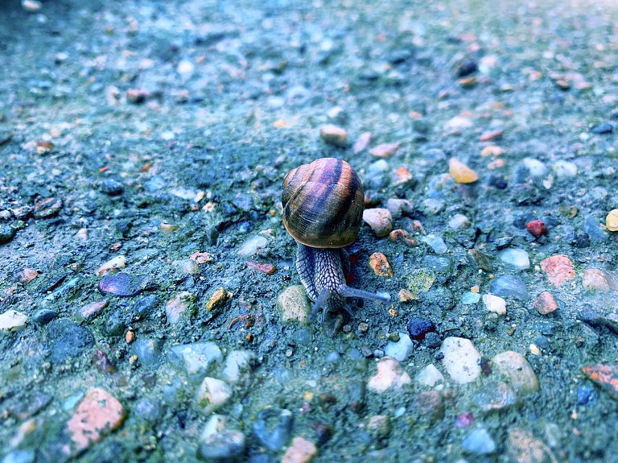 Snail closeup Photograph by FlaArt - Fine Art America