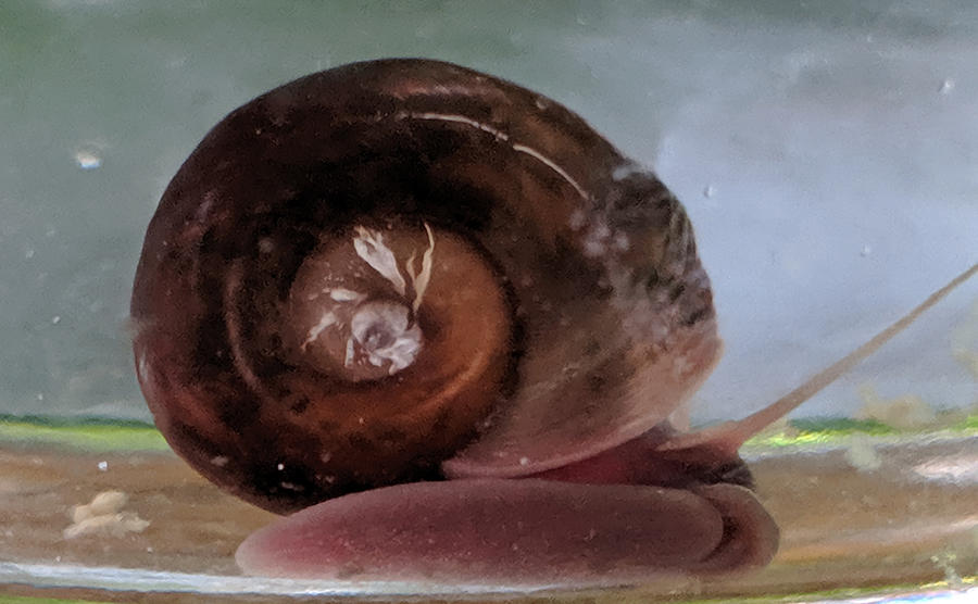 Snail Photograph by Desiree Wright - Fine Art America