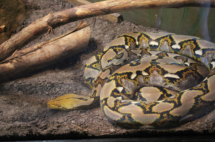 Snake Coiled Up Photograph by Cynthia Guinn - Fine Art America