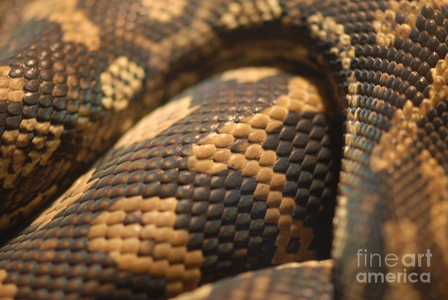 Snake Pattern Photograph by Steve McGrath - Pixels