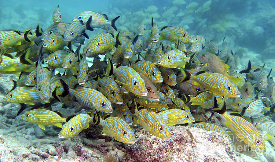 Snapper Ledge 36 Photograph by Daryl Duda - Fine Art America