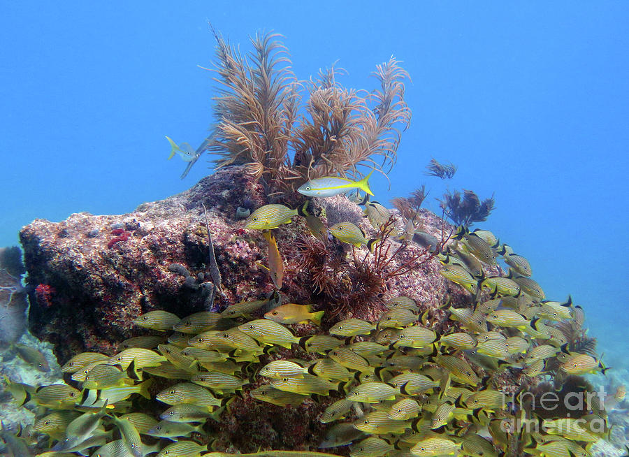 Snapper Ledge 38 Photograph by Daryl Duda - Fine Art America