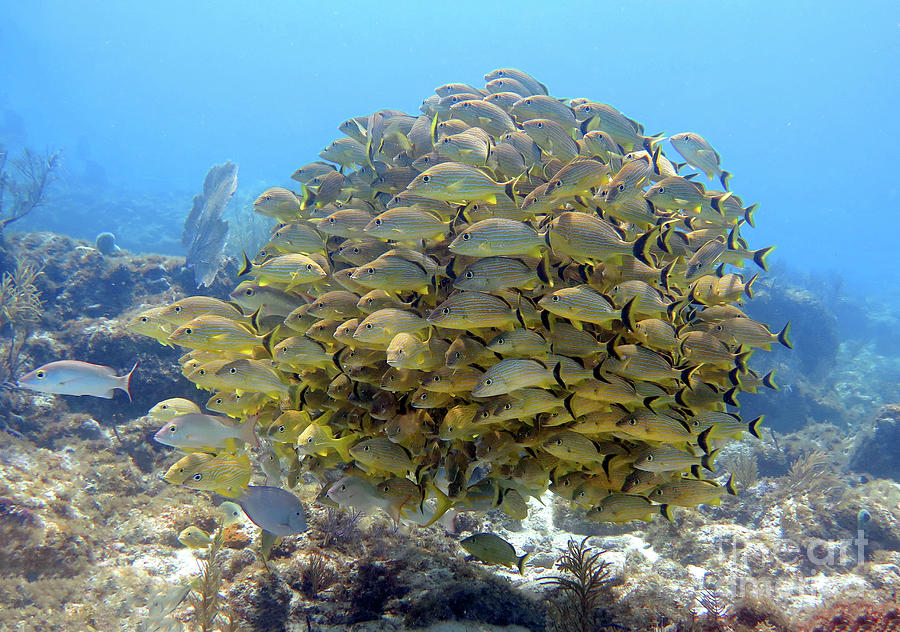 Snapper Ledge 45 Photograph by Daryl Duda | Pixels
