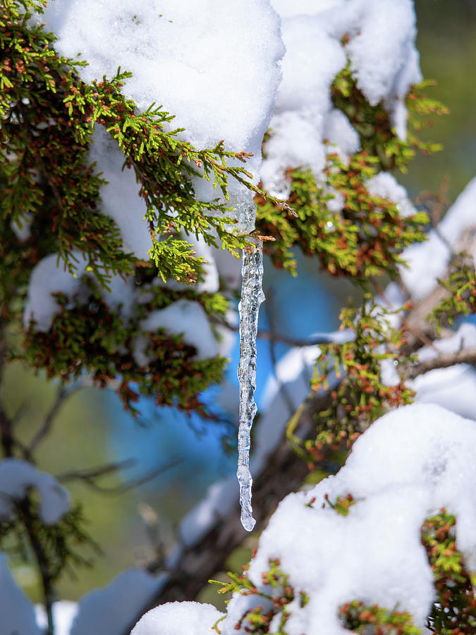 Snow, Ice, Cedar Tree Photograph by Kelly Schlameus - Fine Art America