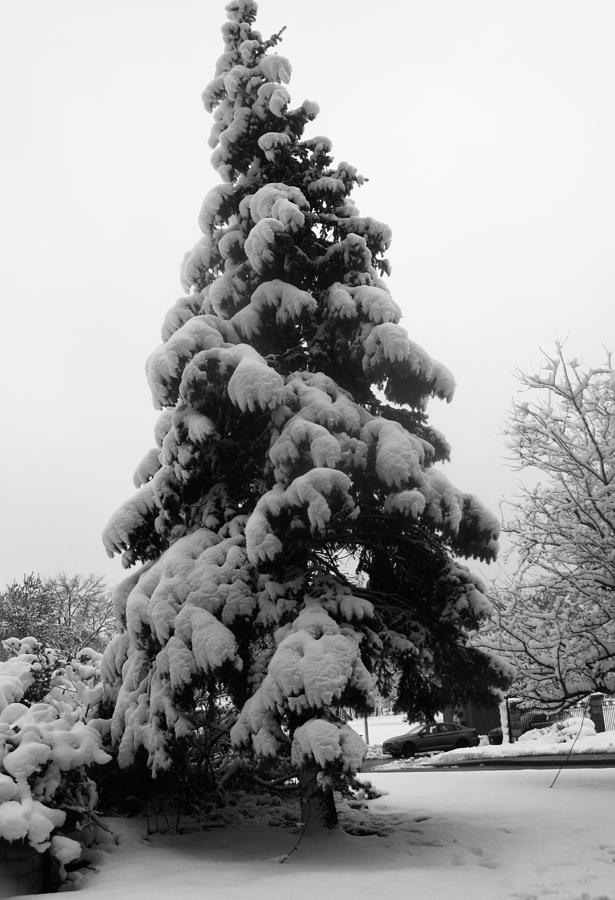 Snow laden tree Photograph by Stephanie Moore - Fine Art America