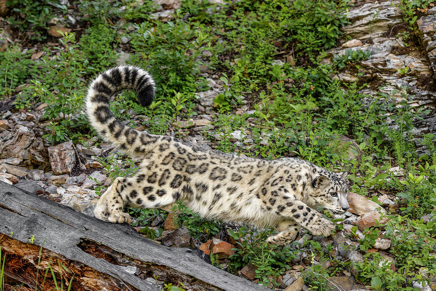 Snow Leopard Pounce Photograph by Wes and Dotty Weber | Fine Art America