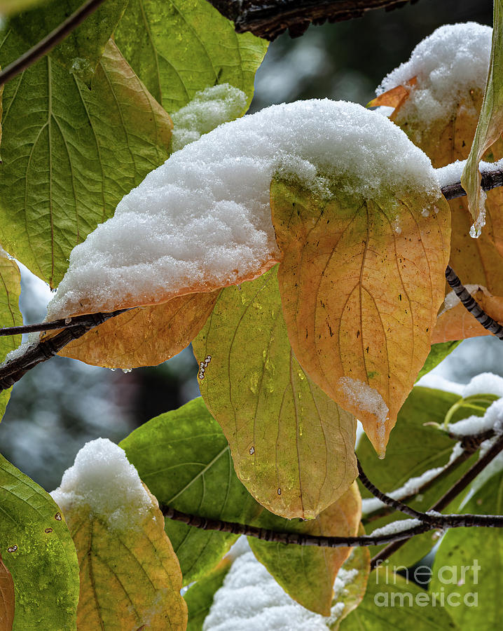 Snowy Leaves 2-8123 Photograph by Stephen Parker - Fine Art America