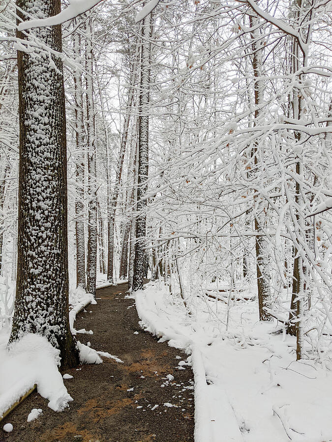 Snowy Path Photograph by Charley Carter - Pixels